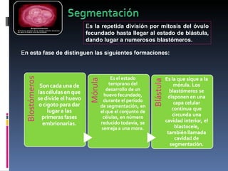 Desarrollo embrionario | PPT