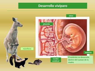 Desarrollo embrionario | PDF