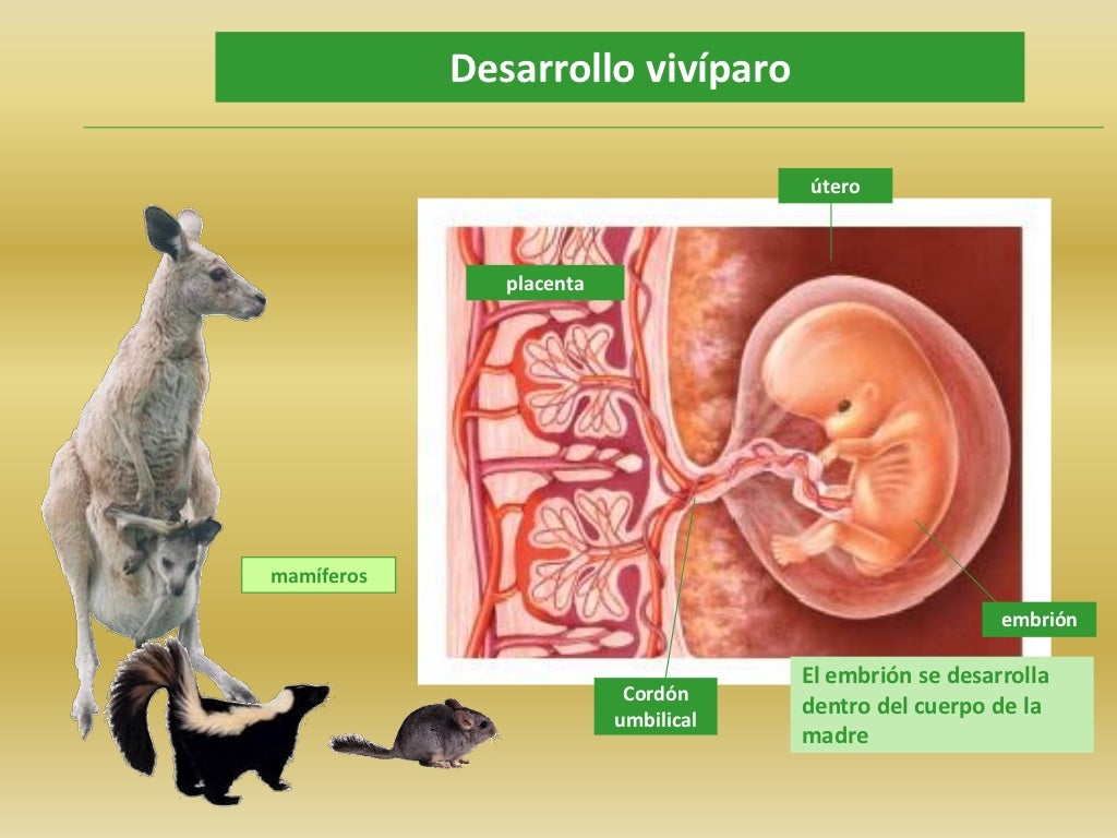 Desarrollo embrionario