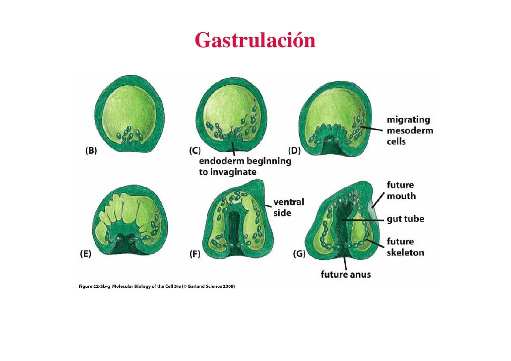 Desarrollo embrionario