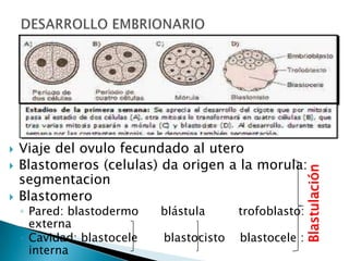 Desarrollo embrionario | PPTX