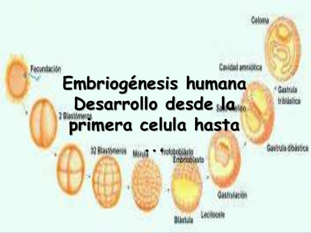 Embriogenesis humana - Imagui