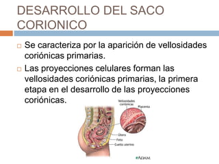 Desarrollo embrionario | PPTX