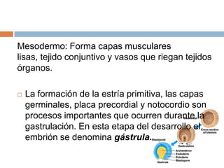 Desarrollo embrionario | PPTX