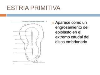 Desarrollo embrionario | PPTX