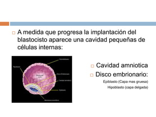 Desarrollo embrionario | PPTX