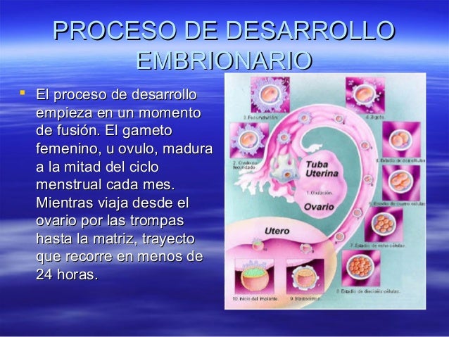 Desarrollo embrionario - Imagui