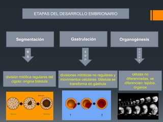 Desarrollo embrionario | PPTX