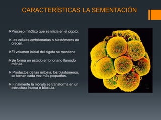 Desarrollo embrionario | PPTX