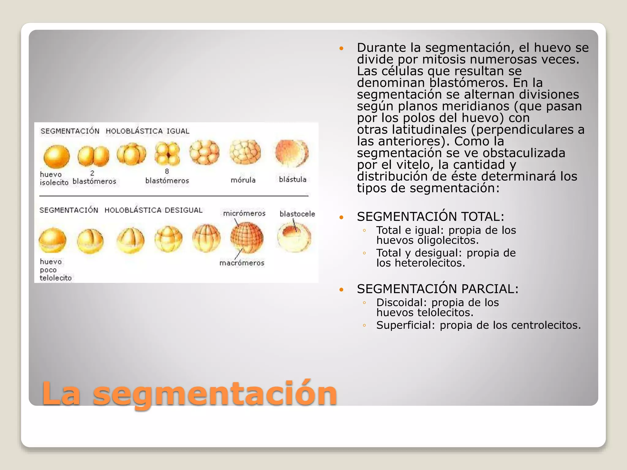 Desarrollo embrionario | PPTX | Infertility | Reproductive Health