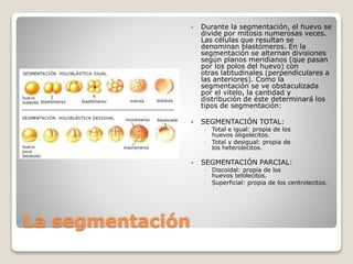 Desarrollo embrionario | PPTX