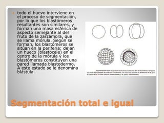 Desarrollo embrionario | PPTX