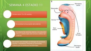 Desarrollo embrionario | PPTX