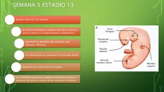 Desarrollo embrionario | PPTX