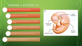 Desarrollo embrionario | PPTX