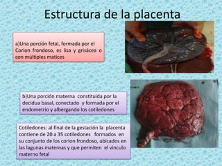 Desarrollo embrionario, placenta y cordon umbilical | PPTX