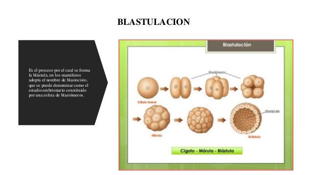 Blastulacion