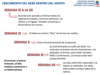Desarrollo embrionario | PPTX