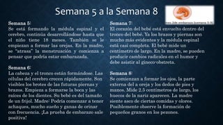 Desarrollo embrionario | PPTX