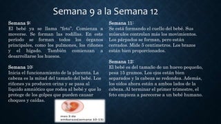 Desarrollo embrionario | PPTX