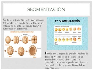 Desarrollo embrionario | PPTX