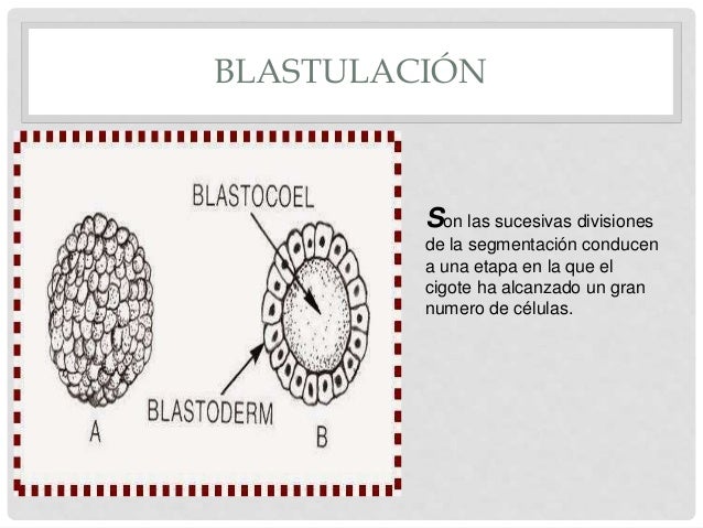 Blastulacion