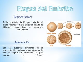Desarrollo embrionario | PPTX