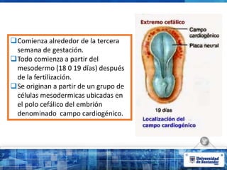 Desarrollo embrionario | PPTX