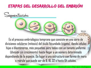 Desarrollo embrionario | PDF