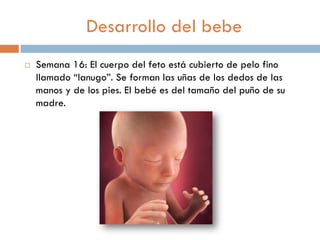 Desarrollo embrionario | PDF