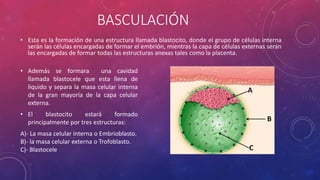 Desarrollo embrionario | PPTX