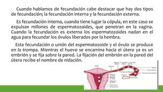 Desarrollo Embrionario | PPTX