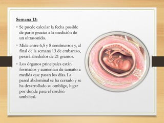 Desarrollo embrionario | PPTX