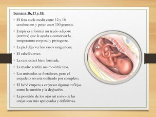Desarrollo embrionario | PPTX