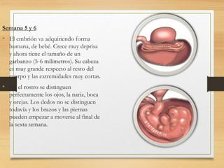 Desarrollo embrionario | PPTX