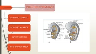 Desarrollo embrionario Aparato digestivo | PPTX