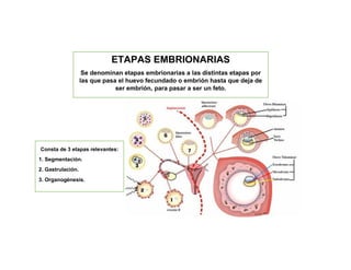 Desarrollo embrionario | PDF