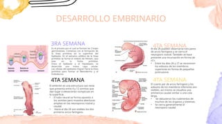 DESARROLLO fetal desarrollofatal desarrollo | PPTX