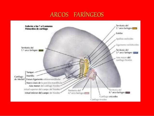 Desarrollo embrionario cabeza-cuello - joseph polo mejia