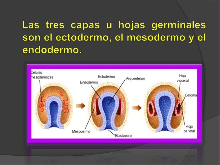 Desarrollo Embrionario