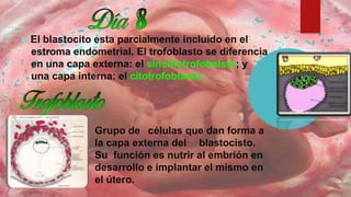 Desarrollo embrionario para estudiandtes de medicina | PPTX