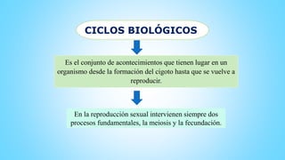 Desarrollo embrionario animal | PPTX