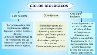 Desarrollo embrionario animal | PPTX
