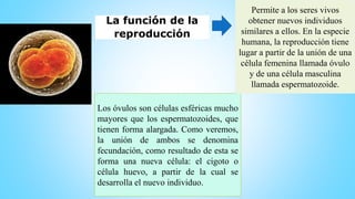 Desarrollo embrionario animal | PPTX