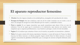 Desarrollo Embrionario Animal (1).pptx