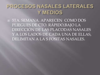 Desarrollo embrionario de la cara y de la ii | PPTX