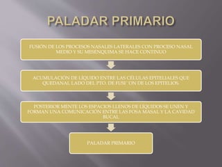 Desarrollo embrionario de la cara y de la ii | PPTX