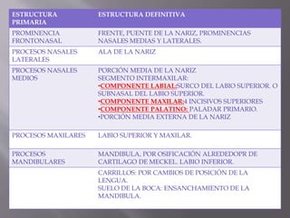 Desarrollo embrionario de la cara y de la ii | PPTX