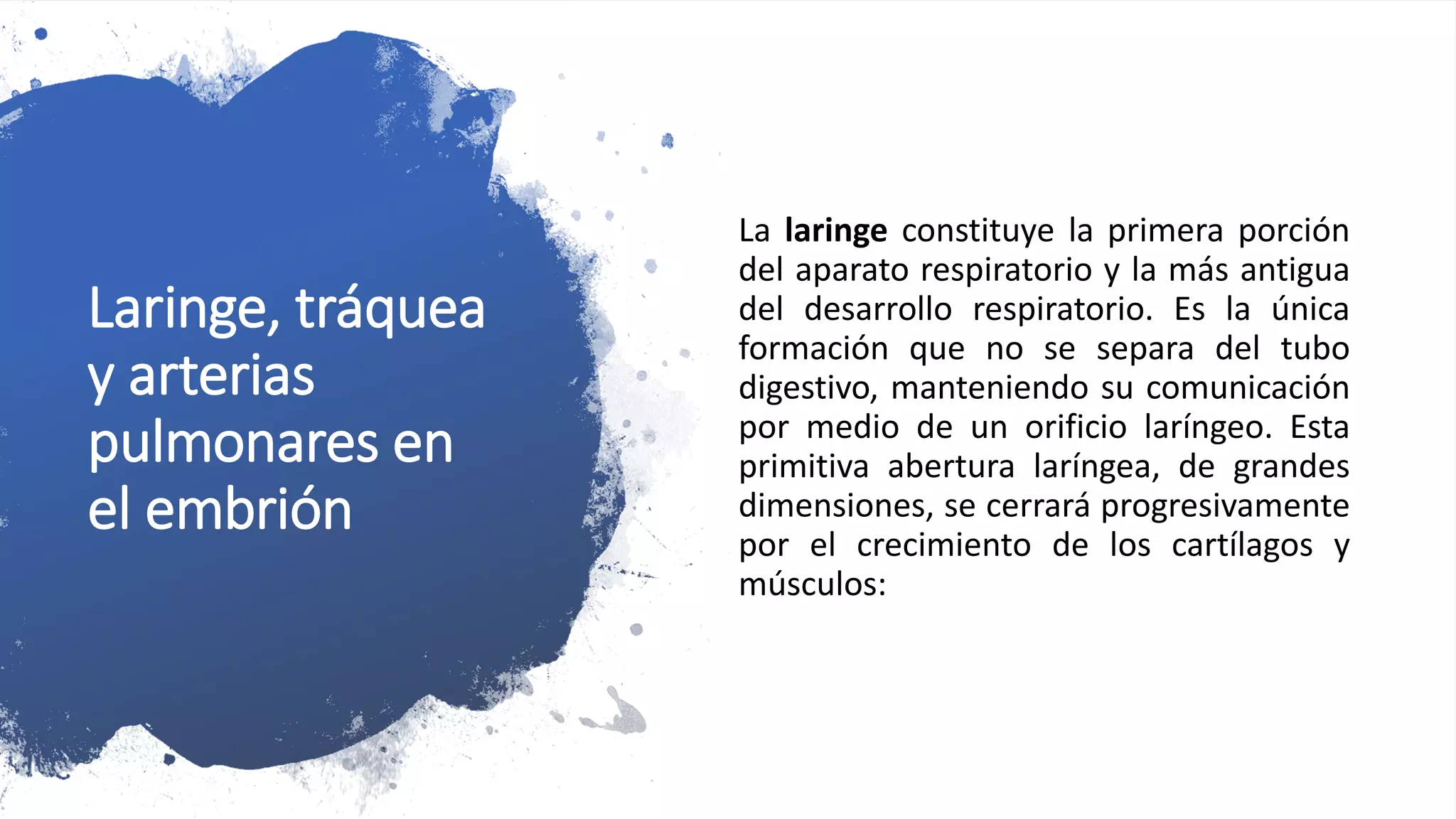 Desarrollo embrionario del aparato respiratorio | PPTX
