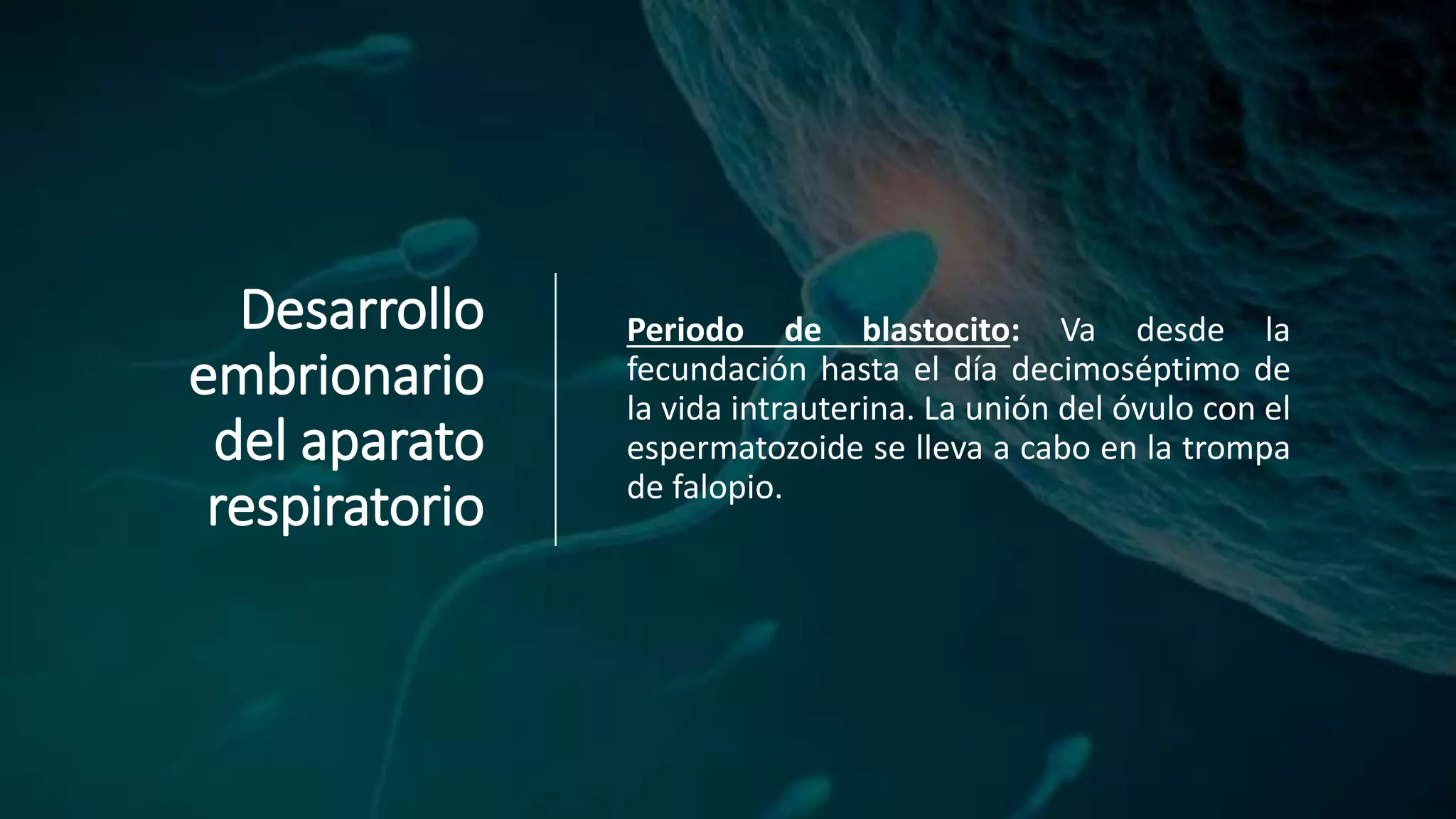 Desarrollo embrionario del aparato respiratorio | PPTX